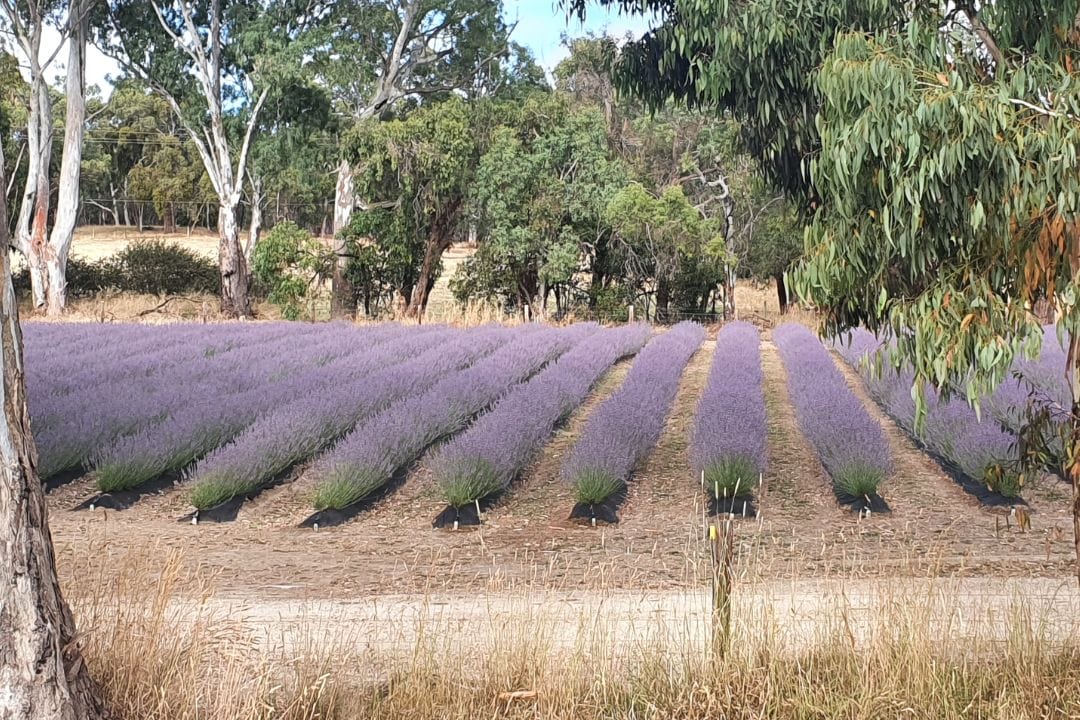 Our Story - Hahndorf Lavender Estate | Lavender Farm South Australia