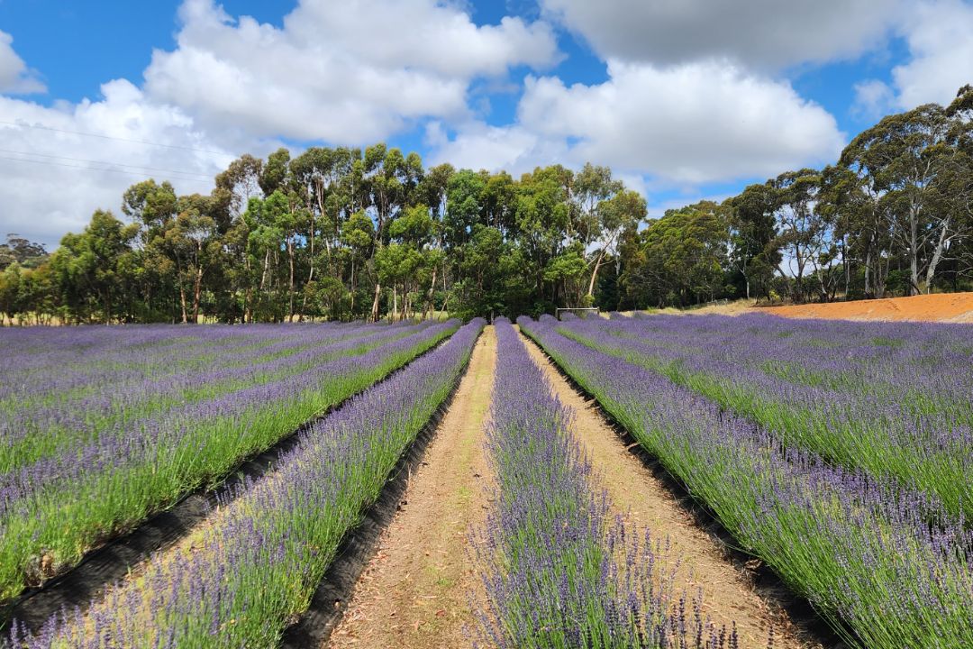 Our Story - Hahndorf Lavender Estate | SA's Largest & Premier Lavender Farm