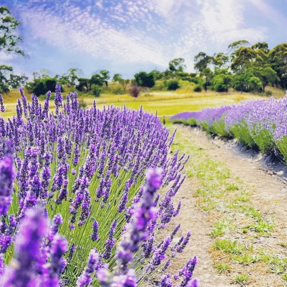 Hahndorf Lavender Estate: South Australia's Hidden Gem - Hahndorf Lavender Estate | Lavender ...