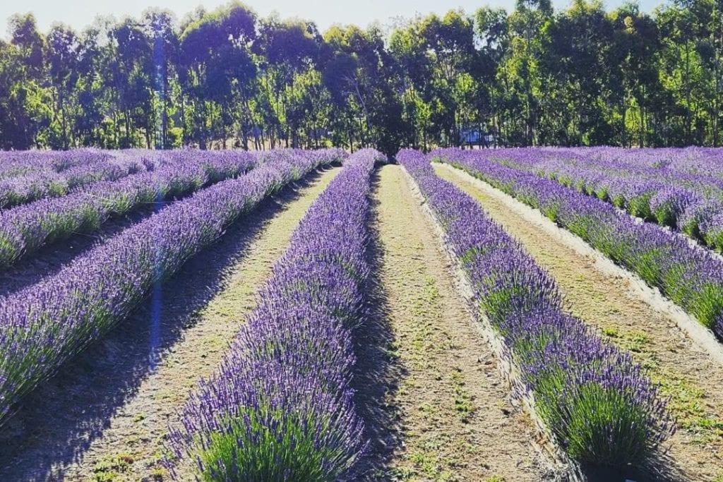 Our Farm - Hahndorf Lavender Estate | SA's Largest & Premier Lavender Farm