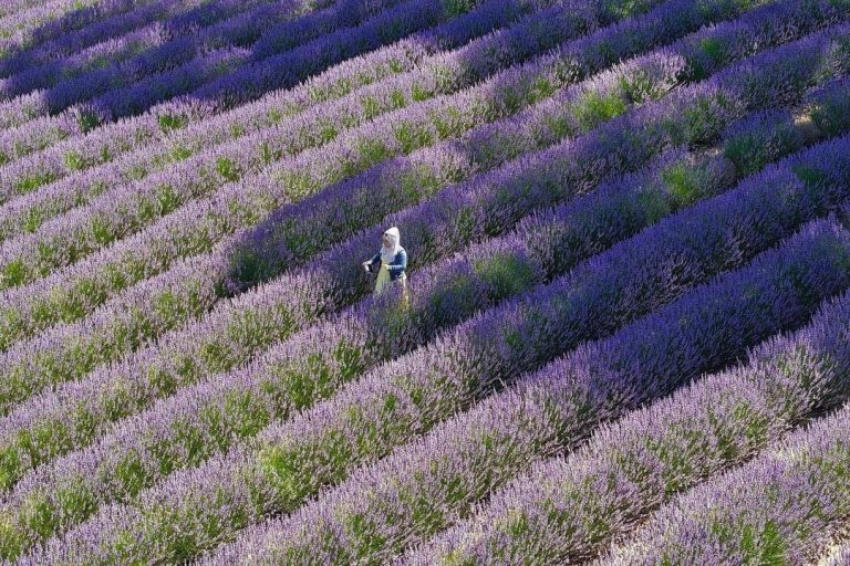 Our Farm - Hahndorf Lavender Estate | Lavender Farm South Australia